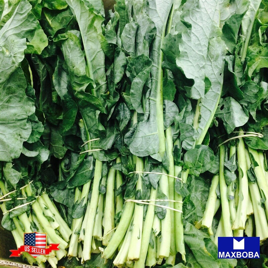 Large White Ribbed Swiss Chard 20 Fresh Seeds Non-gmo Heirloom ...