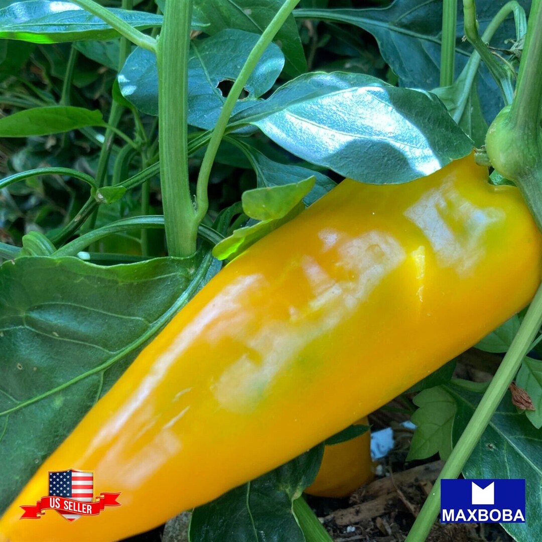 Sweet Golden Greek Pepperoncini Pepper 20 Fresh Seeds Non-gmo Heirloom ...