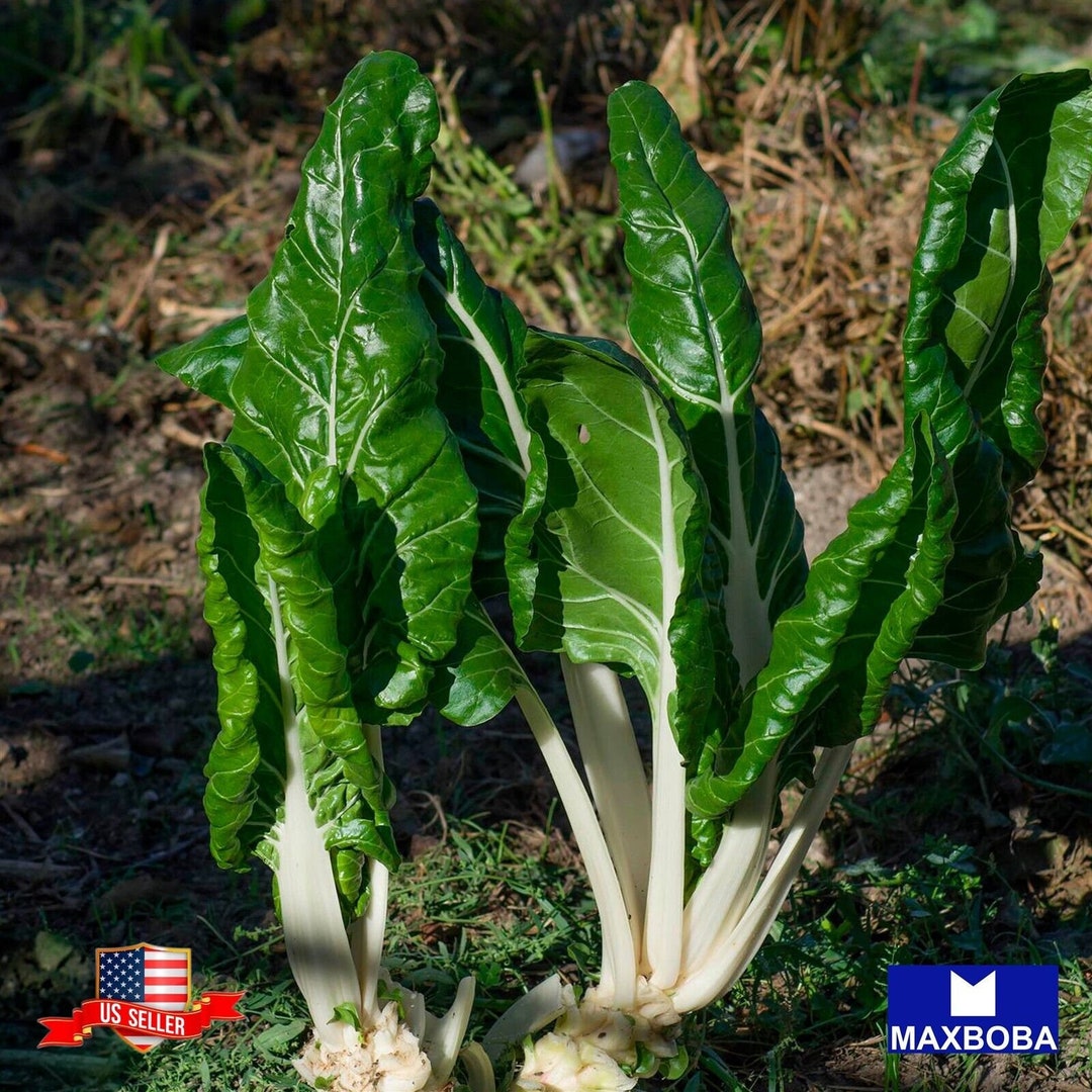 Swiss Chard Seeds Fordhook Giant Non-gmo / Heirloom / Vegetable Garden ...