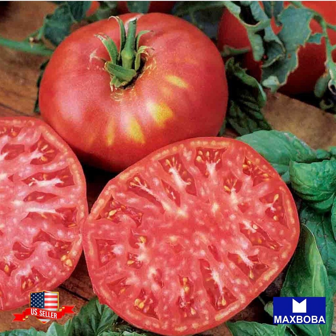 Brandywine Pink Tomato 40 Fresh Seeds Non-gmo Heirloom - Etsy