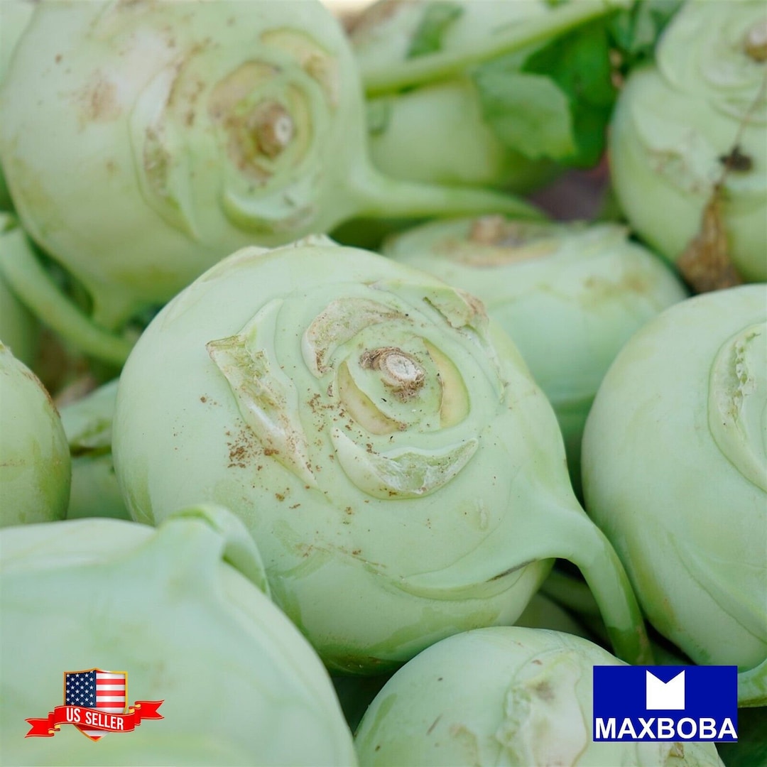 Kohlrabi Early White Vienna 1100 Fresh Seeds Non-gmo Heirloom - Etsy