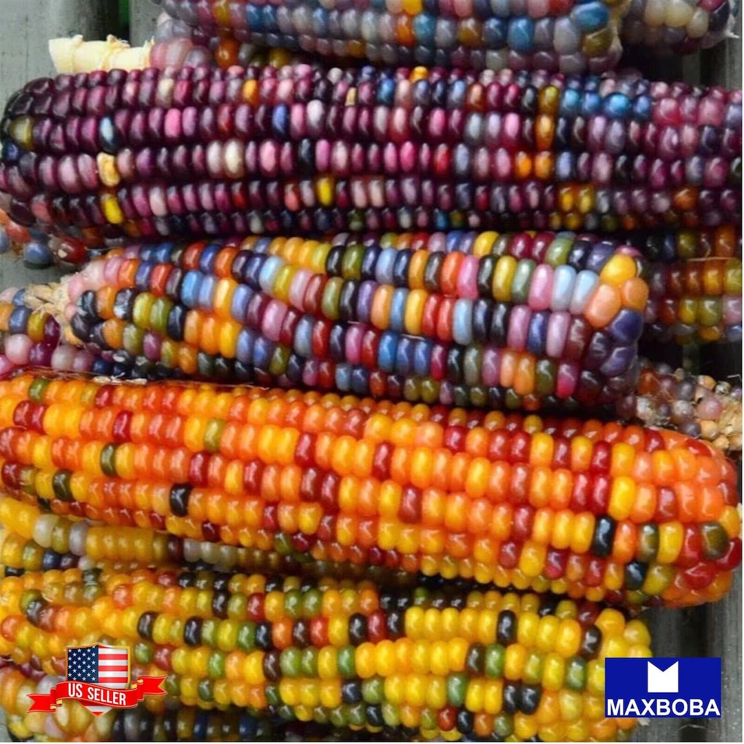 Corn Popcorn Glass Gem Colorful Rainbow 12 Fresh Seeds Non-gmo ...