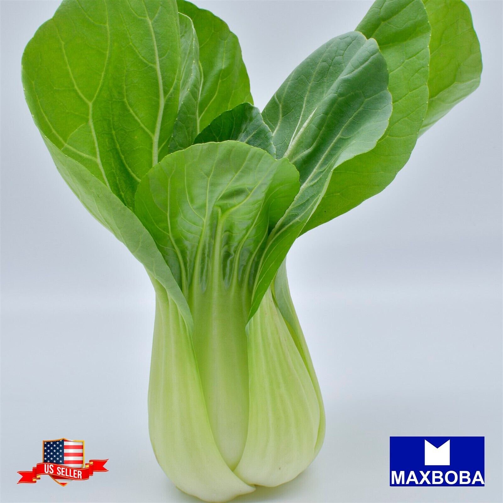 Cabbage Fresh Seeds Pak Choi White Stem Bok Choy Non-gmo Heirloom ...