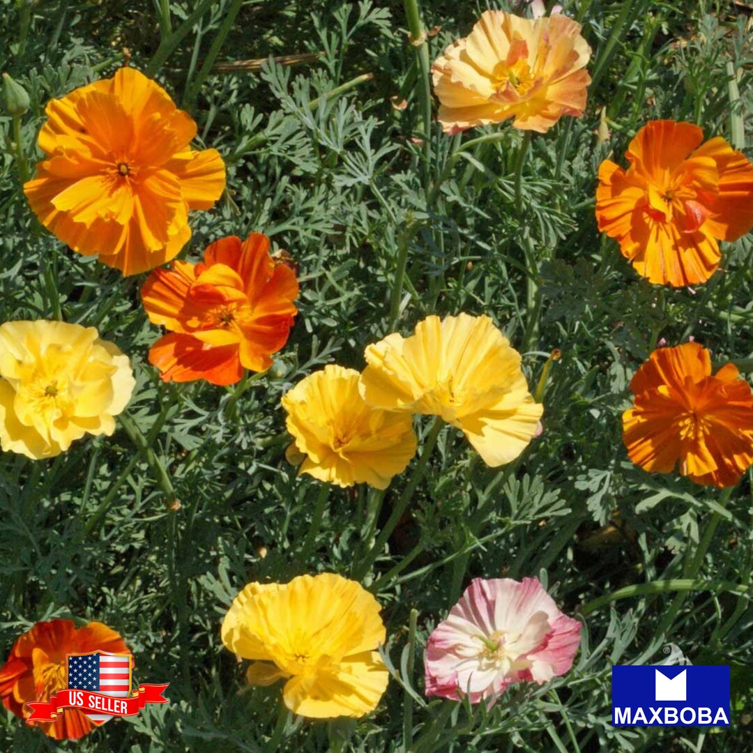 Poppy California Ballerina Mix 500 Fresh Seeds Non-gmo Heirloom Garden ...