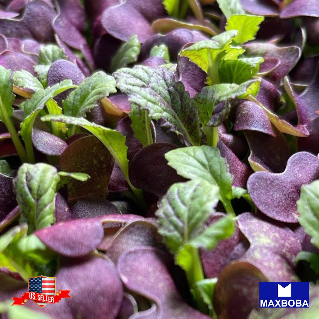 Mustard Osaka Purple Microgreens300 Fresh Seeds Non-gmo Heirloom - Etsy