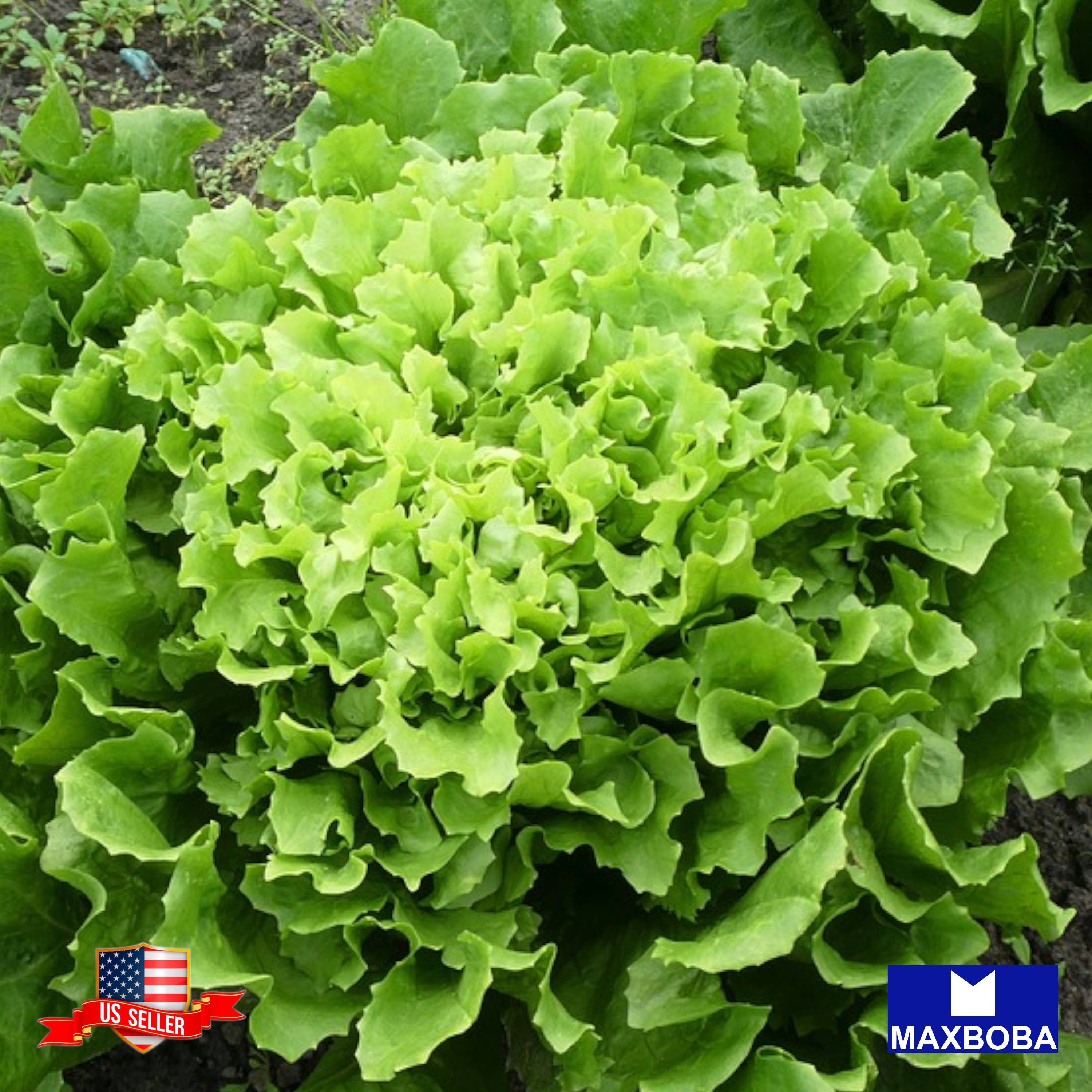 Endive 500 Fresh Seeds Green Curled Ruffec Non-gmo Heirloom - Etsy