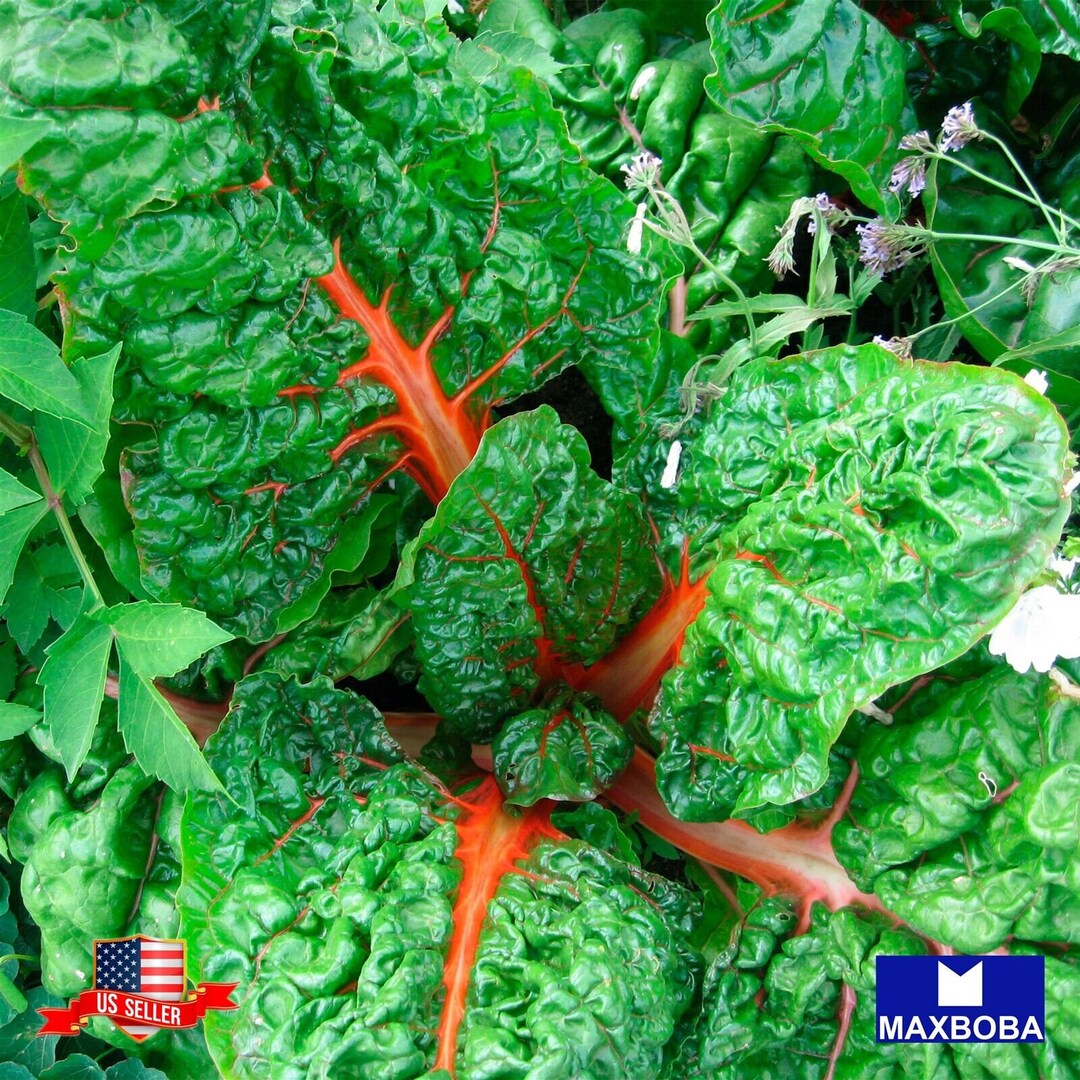 Ruby Red Swiss Chard 30 Fresh Seeds Non-gmo Heirloom Vegetable Garden ...