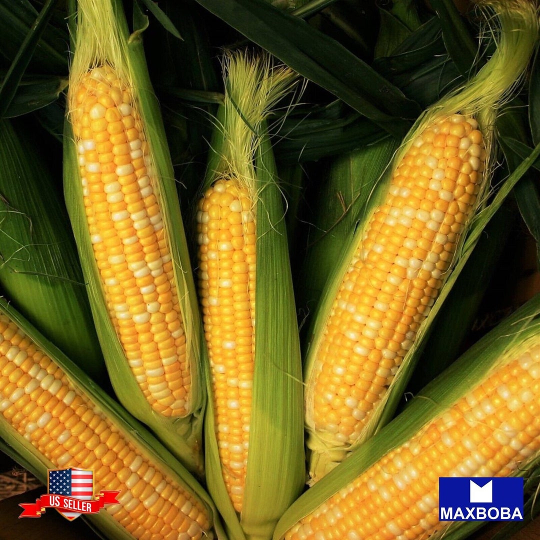 Corn Peaches and Cream Hybrid se Triple Sweet 20 Fresh Seeds Non-gmo ...