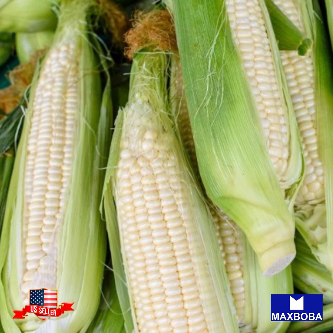 Sweet Silver Queen Hybrid Corn 30 Fresh Seeds Non-gmo Vegetable - Etsy