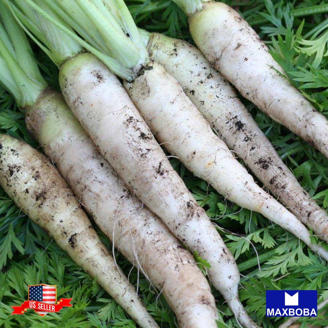 Lunar White Carrot 750 Fresh Seeds Non-gmo Heirloom Vegetable - Etsy
