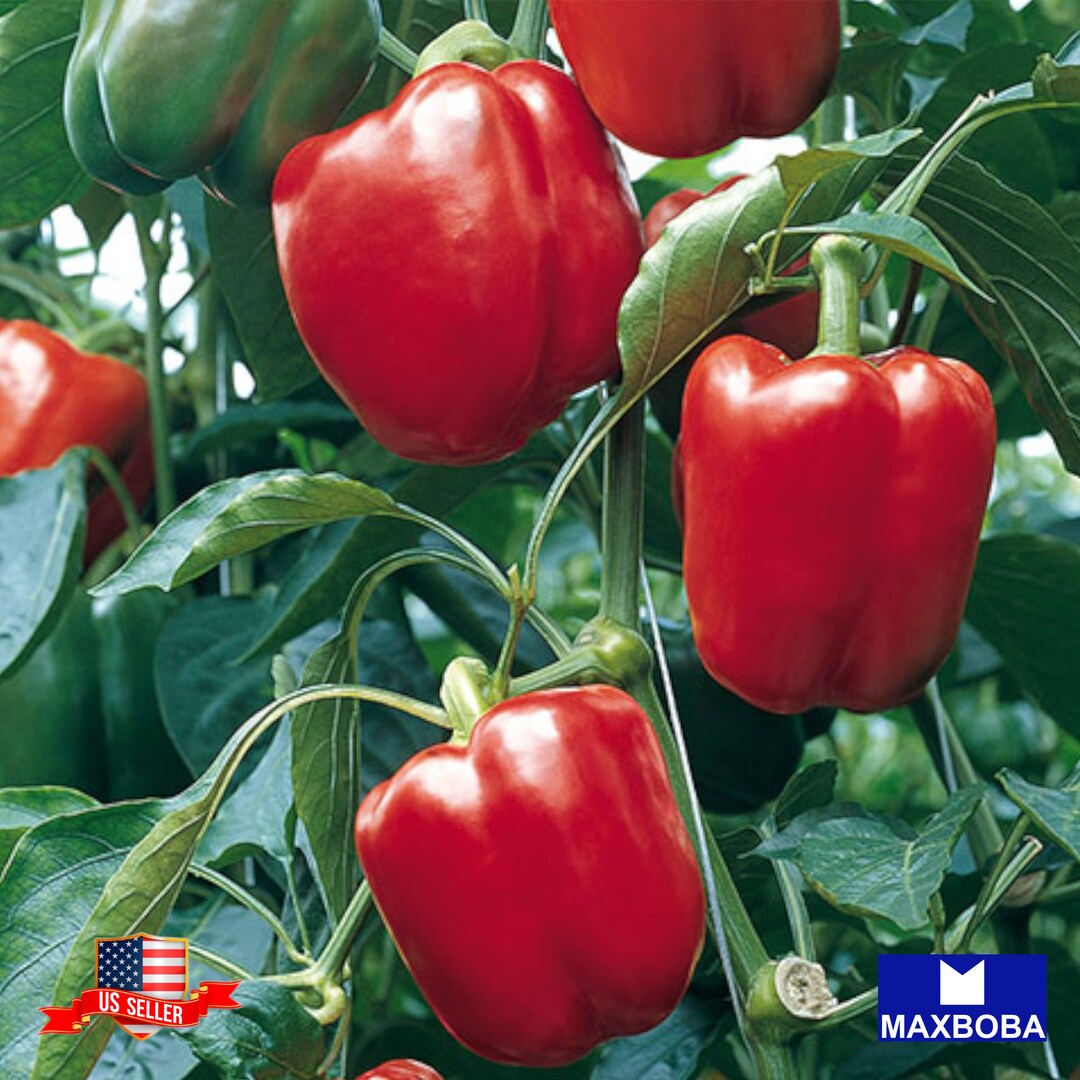 120 Pepper Seeds Sweet Keystone Resistant Giant Heirloom - Etsy