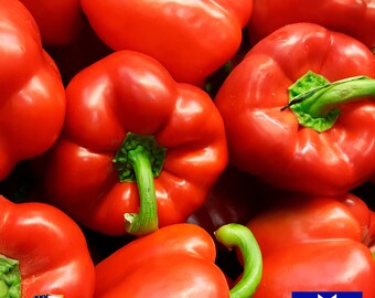 Sweet Big Red Bell Pepper Seeds Non-gmo Heirloom Sweet, Fresh, Thick ...
