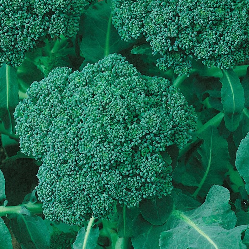 Broccoli Fresh Seeds Waltham 29 Non-gmo Heirloom Vegetable - Etsy