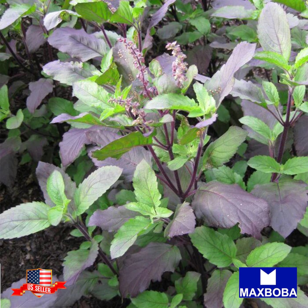 Red Leaf Holy Basil Herb 20000 Seeds non-gmo Heirloom Garden - Etsy