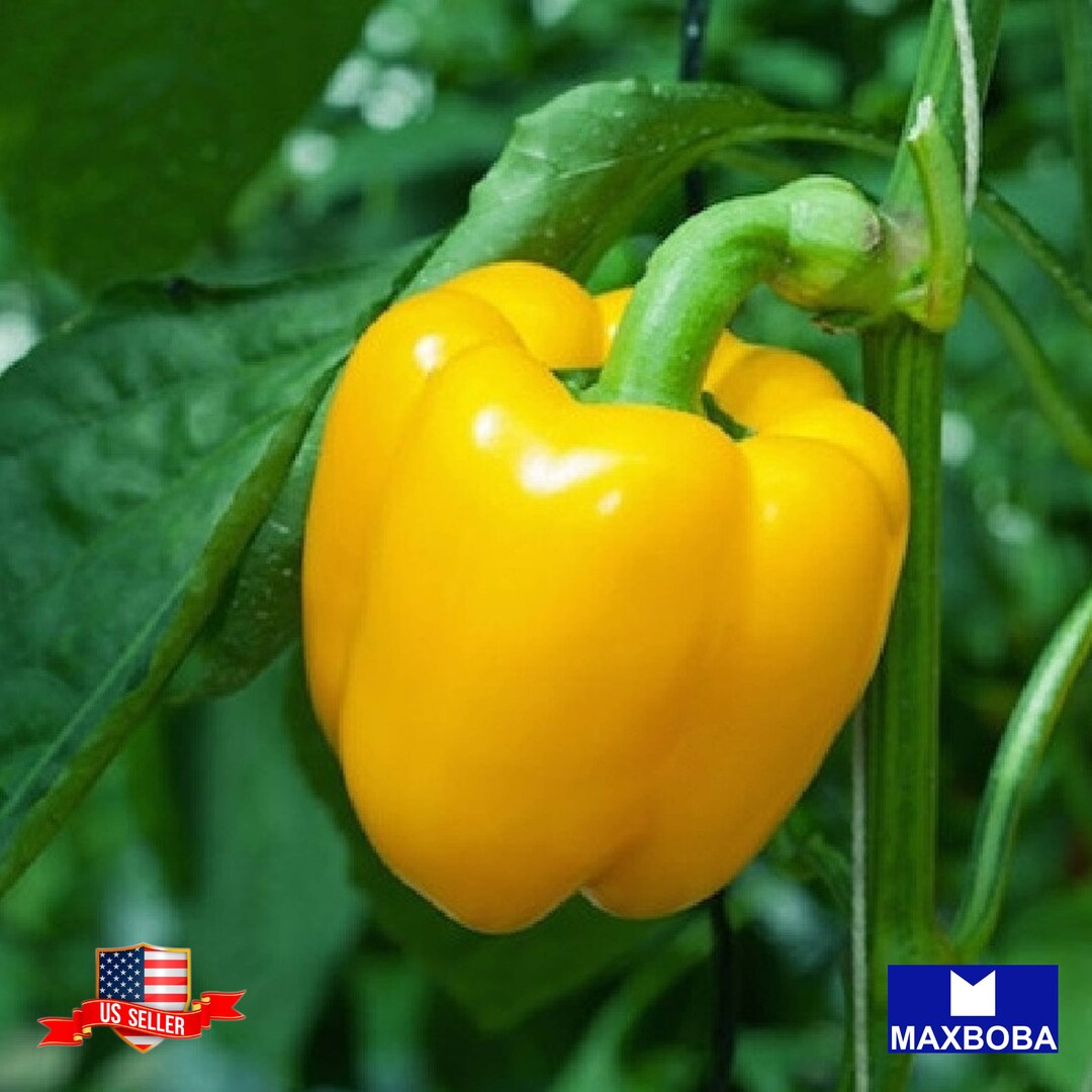 Pepper Sweet Sunbright 100 Fresh Seeds Non-gmo Heirloom Vegetable - Etsy