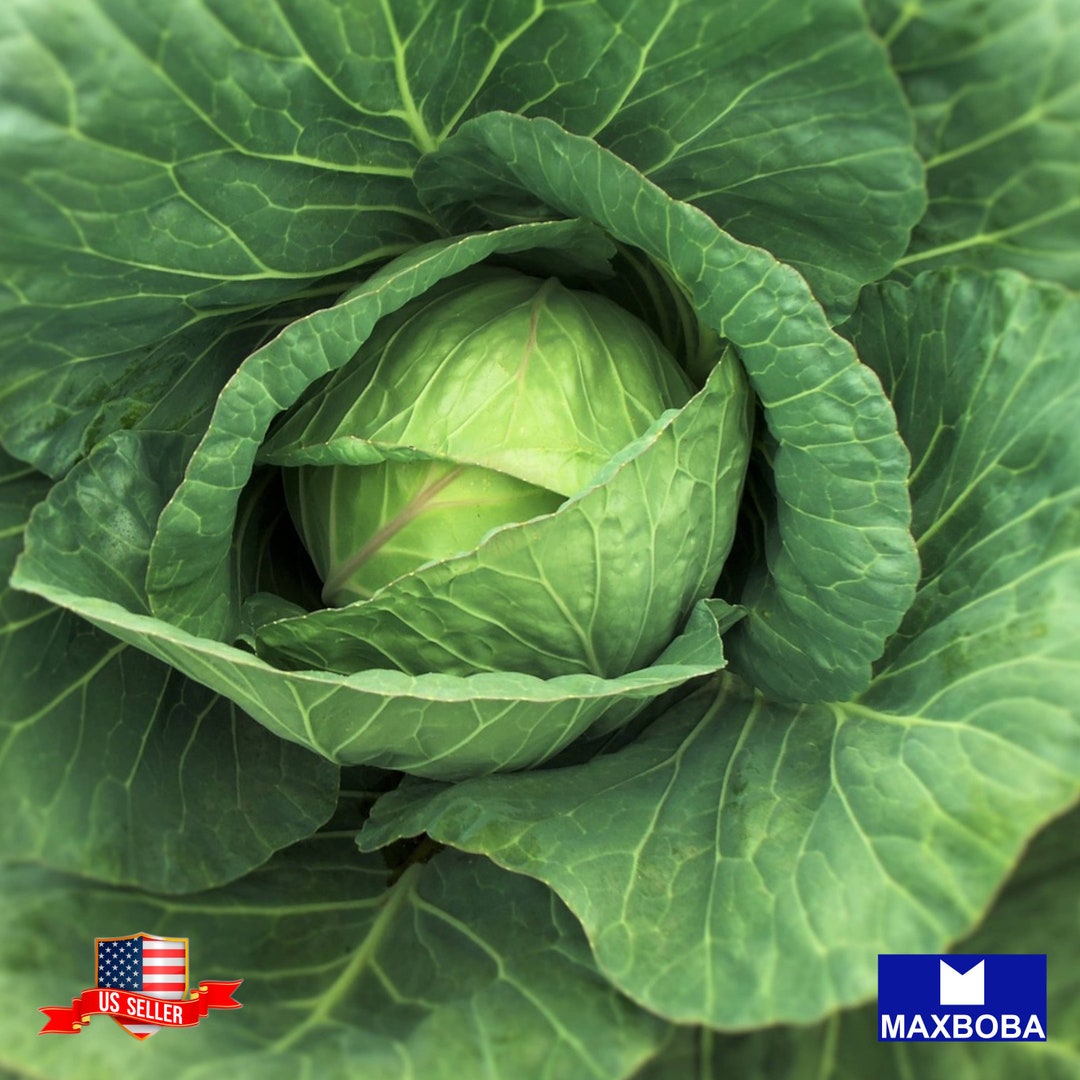Early Round Dutch Cabbage 480 Fresh Seeds Non-gmo Heirloom Vegetable - Etsy