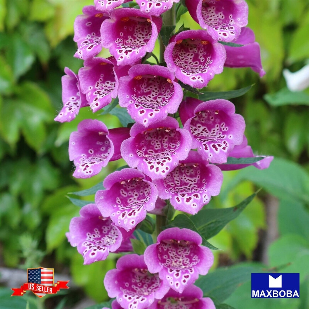 Mixed Color Digitalis foxglove Seeds Non-gmo Garden - Etsy
