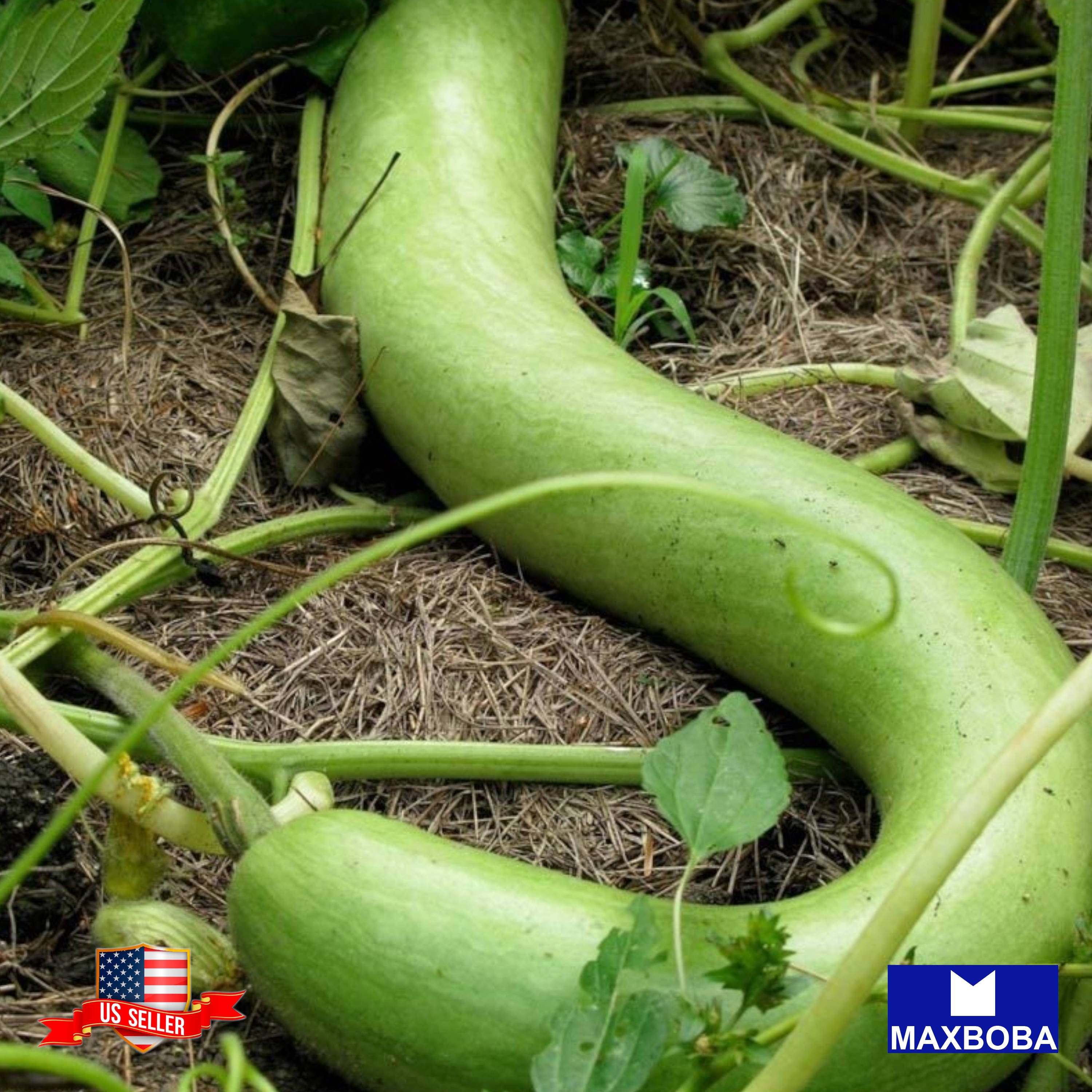 Italian Edible Gourd Cucuzzi Fresh Seeds Non-gmo Heirloom Vegetable - Etsy