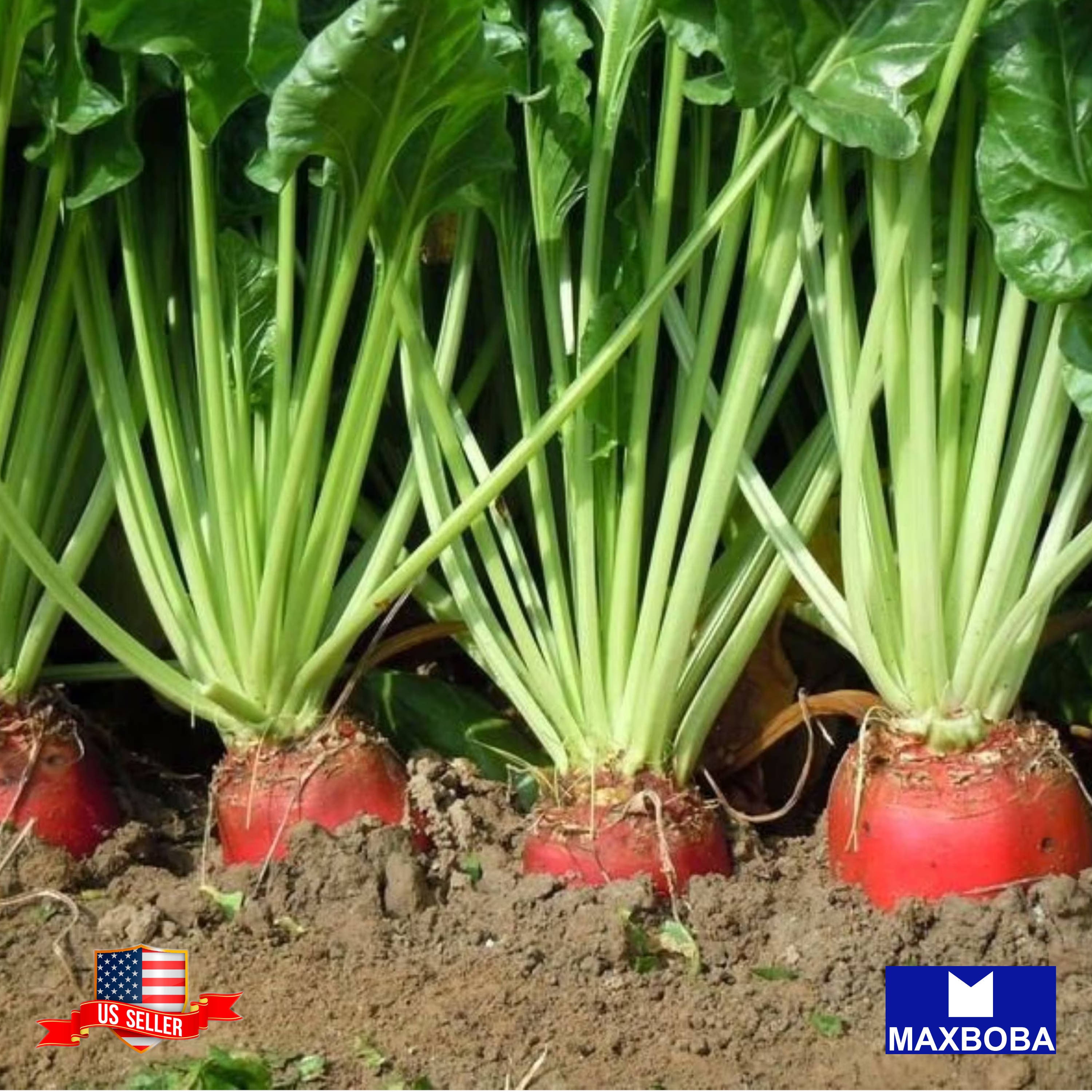 Beet 10 Fresh Seeds Red Mammoth Mangel Non-gmo Heirloom - Etsy