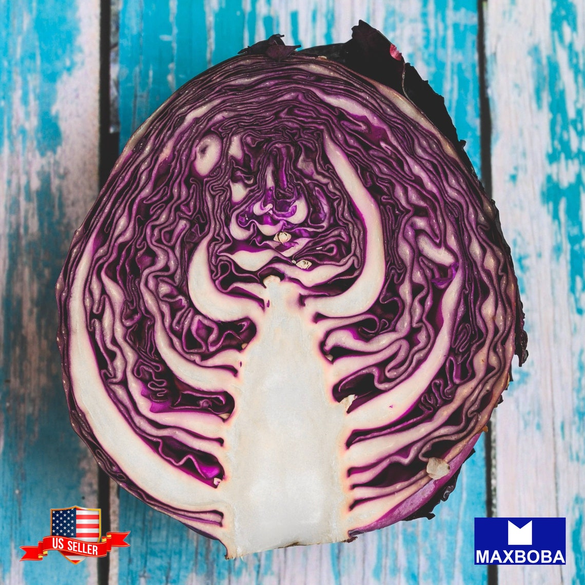 Cabbage 50 Fresh Seeds Mammoth Red Rock Non-gmo Heirloom - Etsy