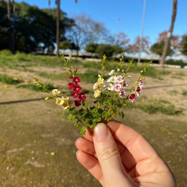 Miniature Hollyhock - Etsy