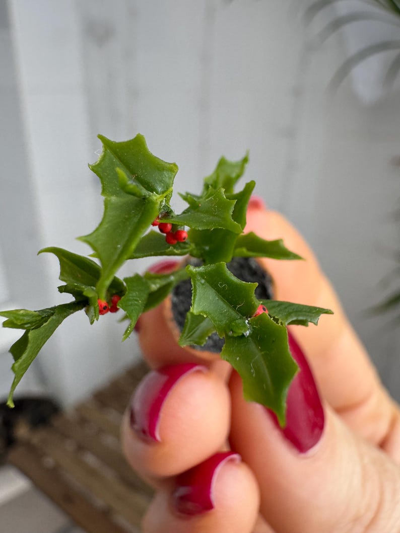 Dollhouse Holly in Pot, Scale 1/12 - Etsy