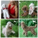Pattern Dog. Realistic Sewing Toy, Realistic Poodle, Stuffed Animals ...