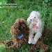 Pattern Dog. Realistic Sewing Toy, Realistic Poodle, Stuffed Animals ...