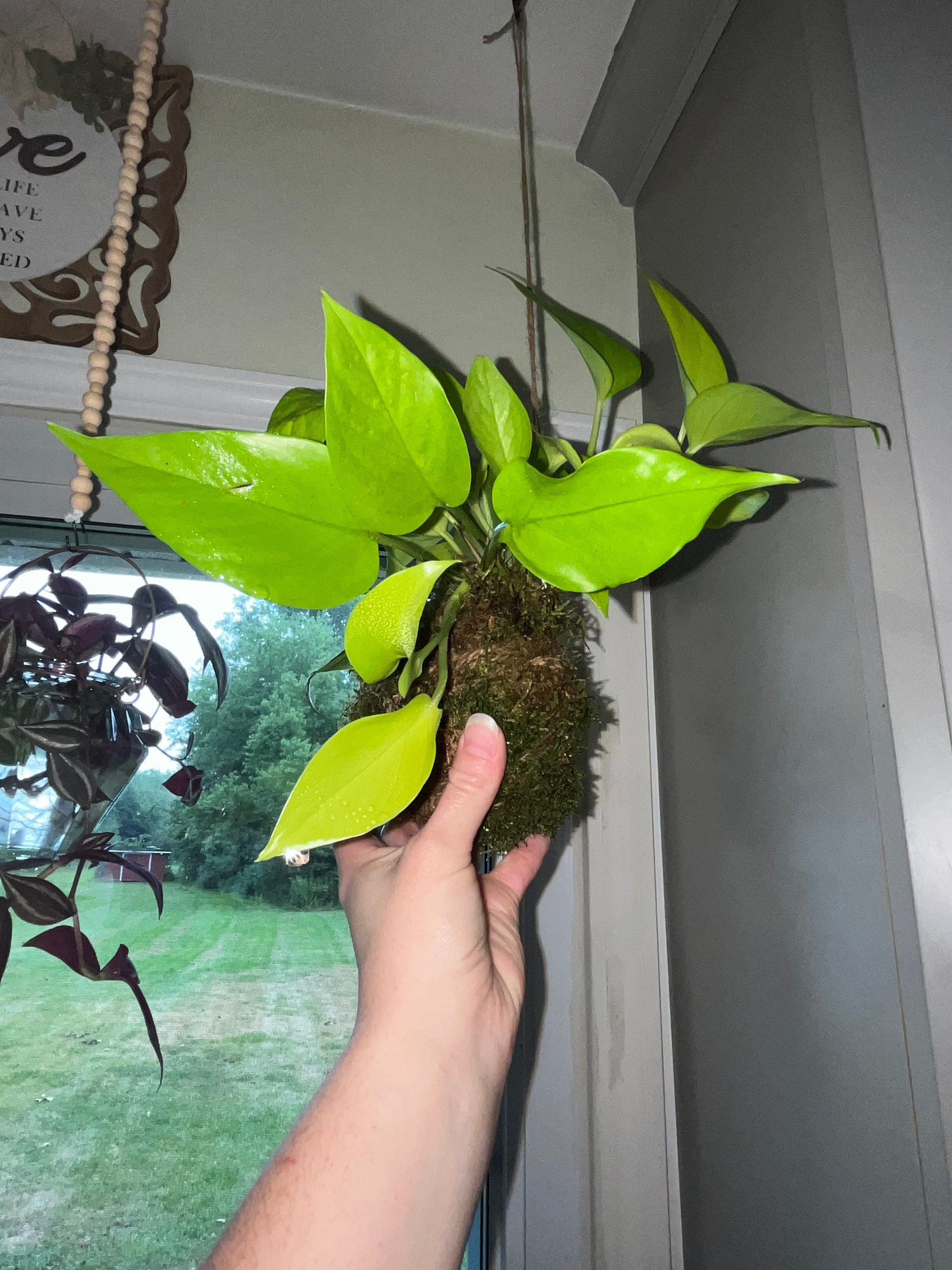 Kokedama Hanging Moss Ball - Etsy