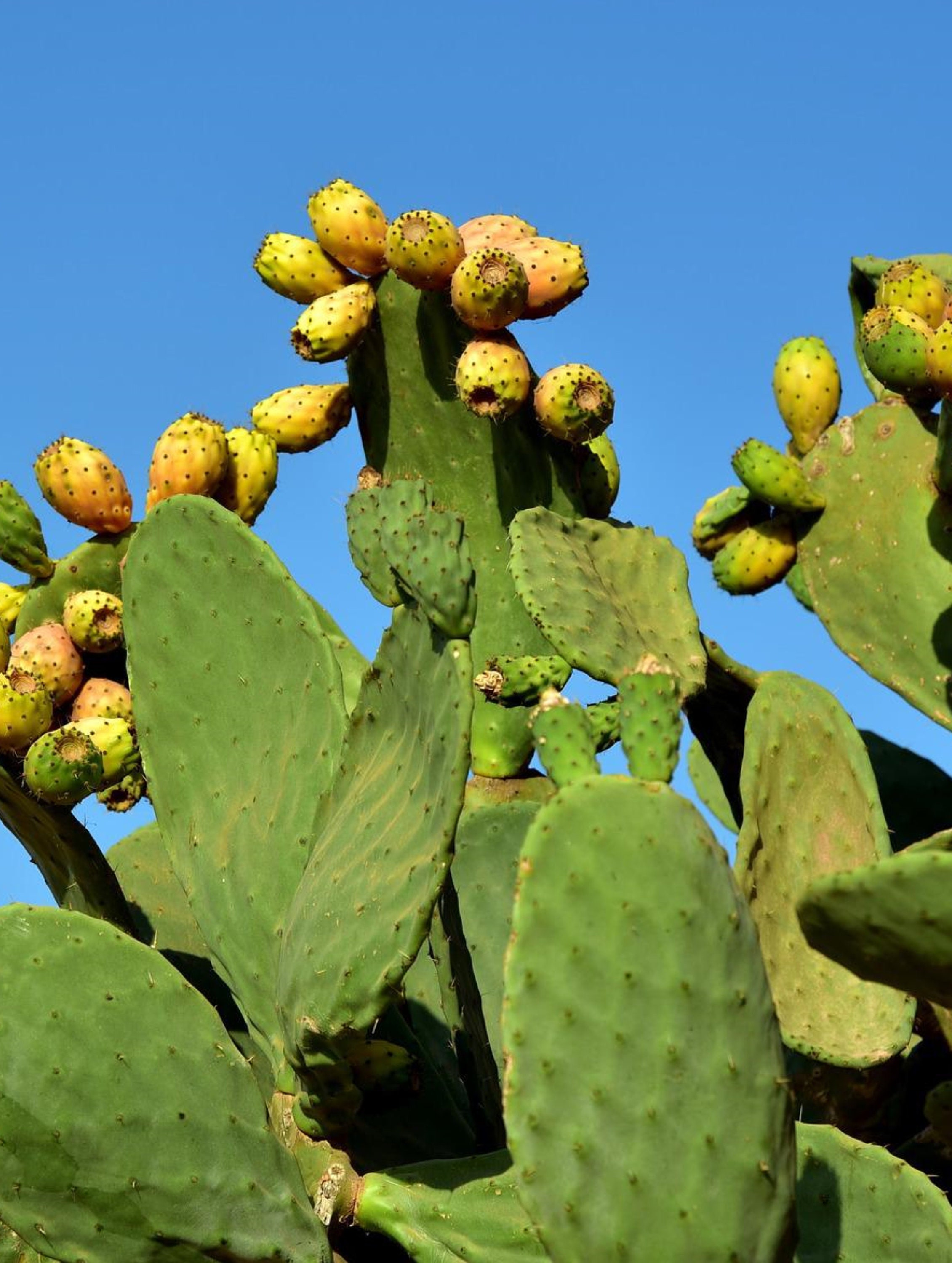 Opuntia Ficus-Indica Cactusvijg of Nopal Stekken - Etsy België