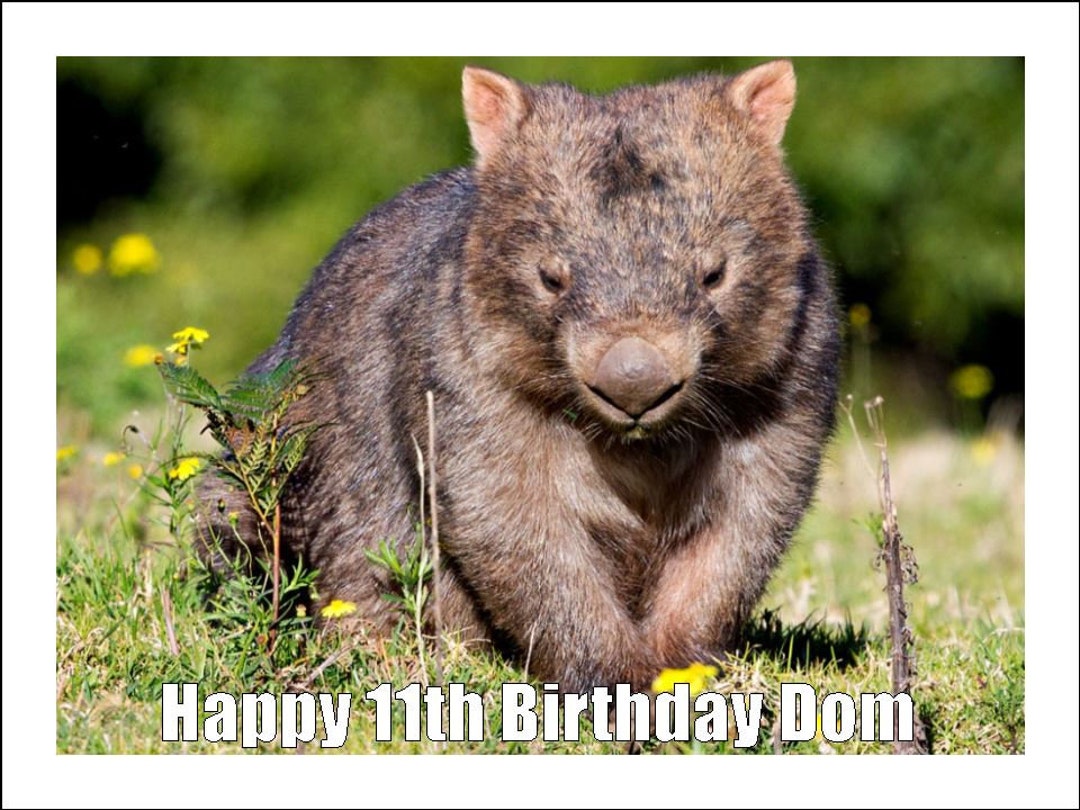 Wombat Cake Toppers Edible Icing Birthday Cake Australian Animal ...