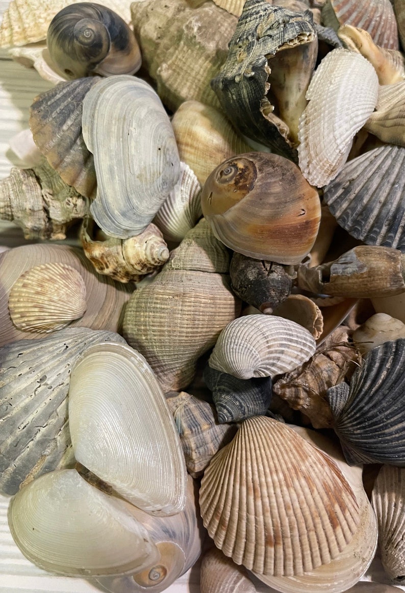 Bulk Seashells, Assorted Seashells, Texas Shells, Gulf Coast Shells ...