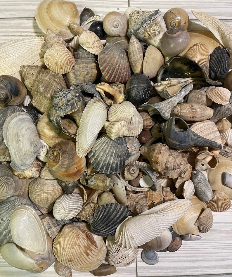 Bulk Seashells, Assorted Seashells, Texas Shells, Gulf Coast Shells ...