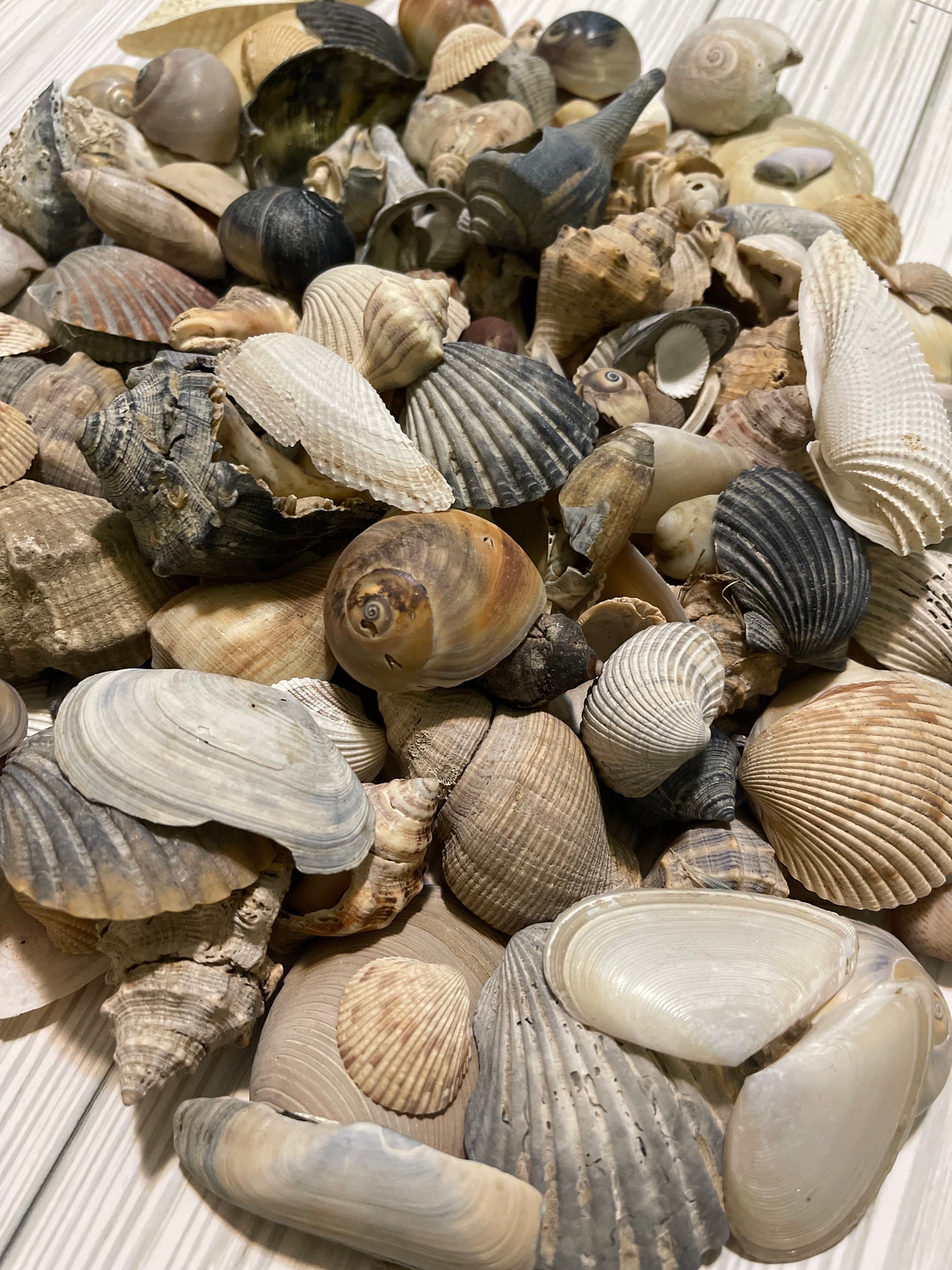 Bulk Seashells, Assorted Seashells, Texas Shells, Gulf Coast Shells ...