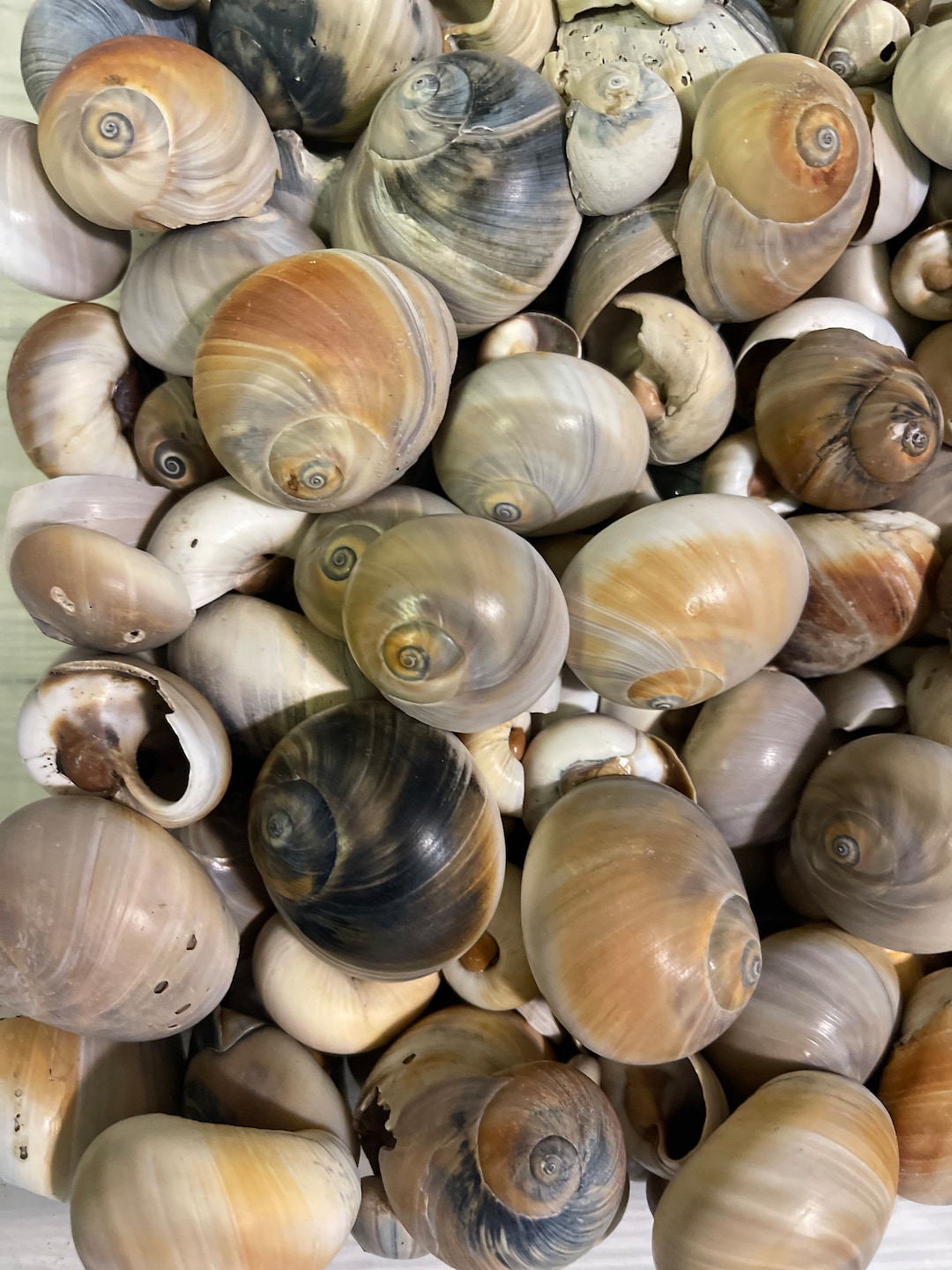 Set of 10 Moon Snail Shells, Bulk Moon Shell, Texas Gulf Coast, Vase ...