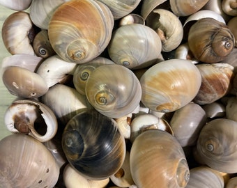 50 Small Moon Shells, Bulk Moon Shell, Texas Gulf Coast, Vase and Bowl ...