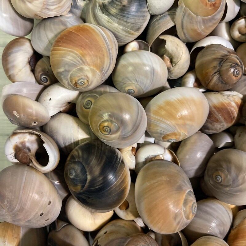 Moon Snail - Etsy