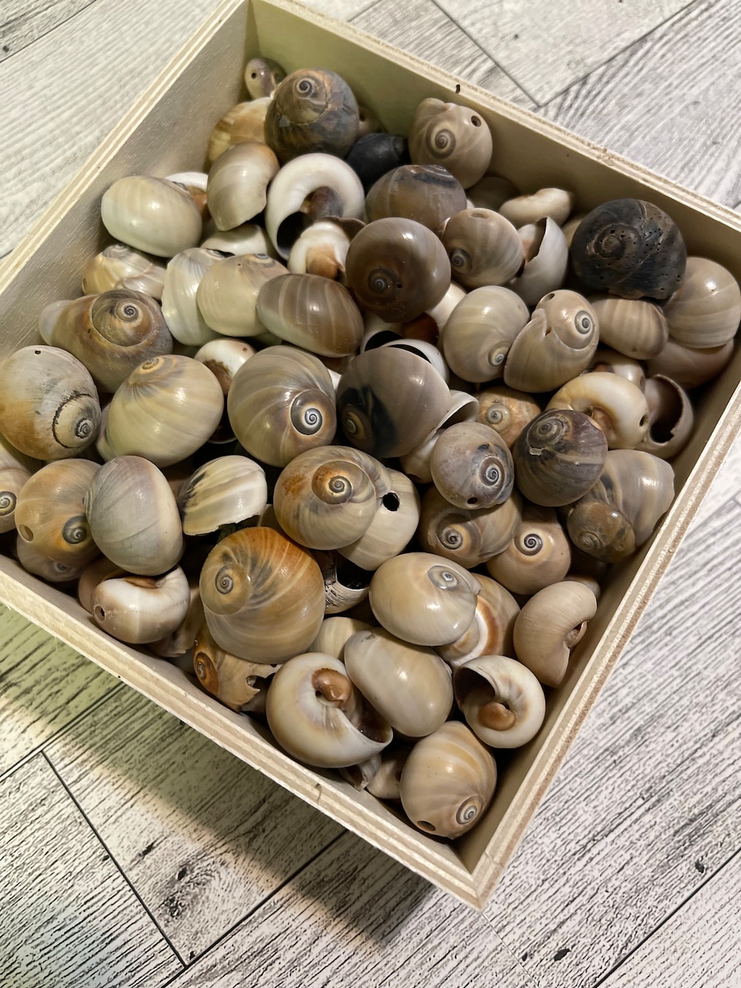 50 Small Moon Shells, Bulk Moon Shell, Texas Gulf Coast, Vase and Bowl ...