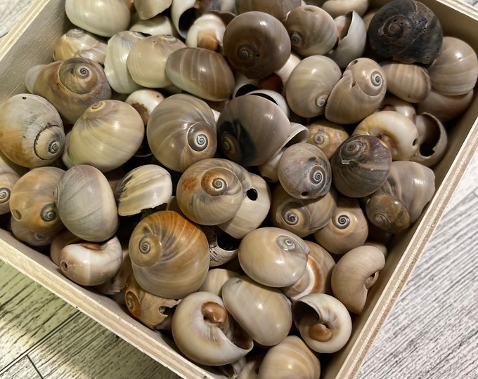 50 Small Moon Shells, Bulk Moon Shell, Texas Gulf Coast, Vase and Bowl ...