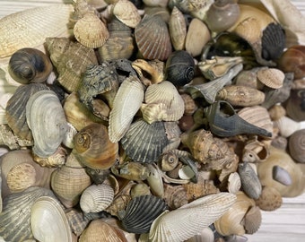 50 Small Moon Shells, Bulk Moon Shell, Texas Gulf Coast, Vase and Bowl ...