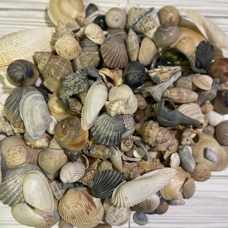 Assorted Seashells - Etsy