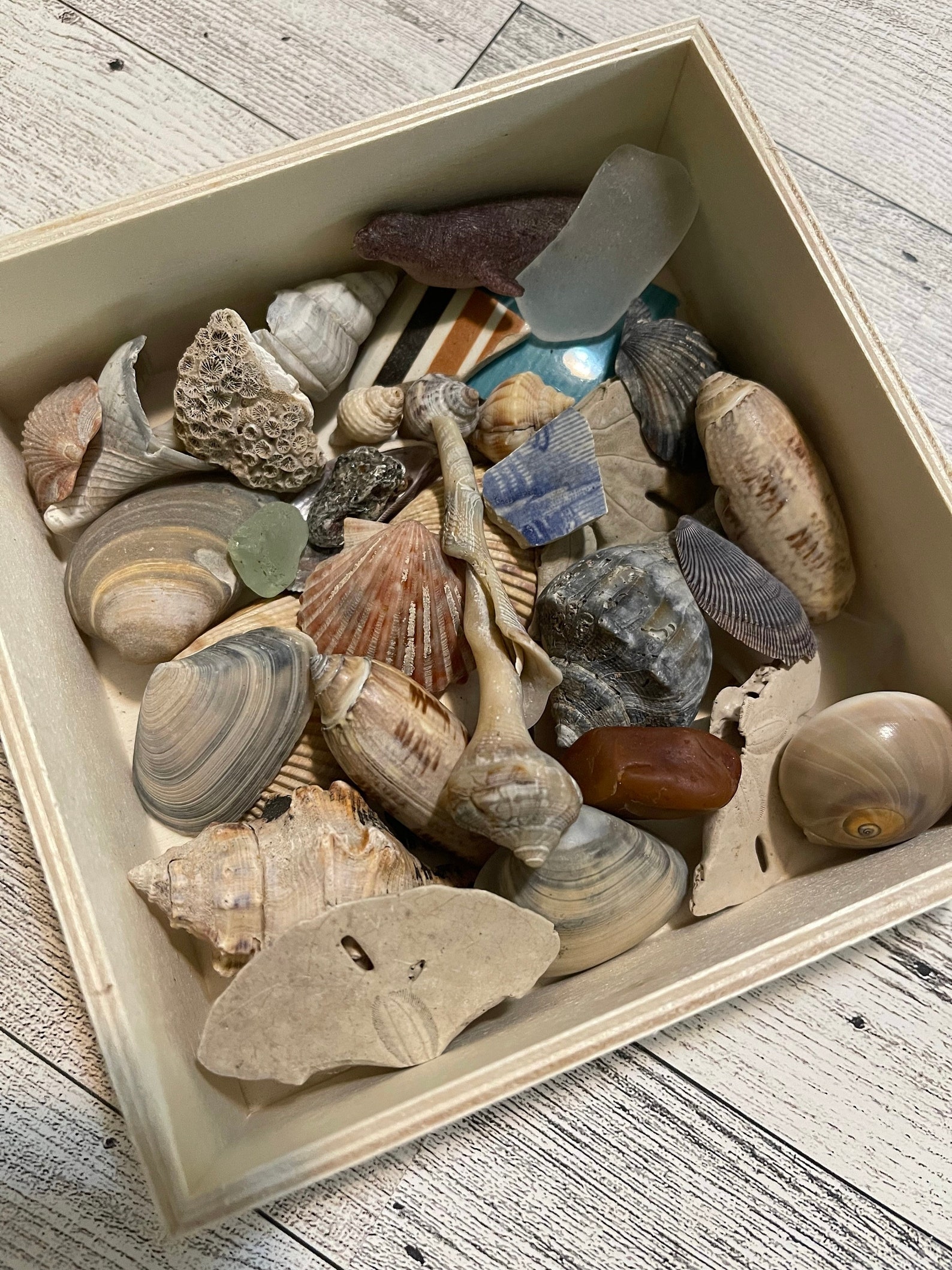 Texas Gulf Coast Beach Finds Mystery Box: Shells, Glass, Driftwood - Etsy