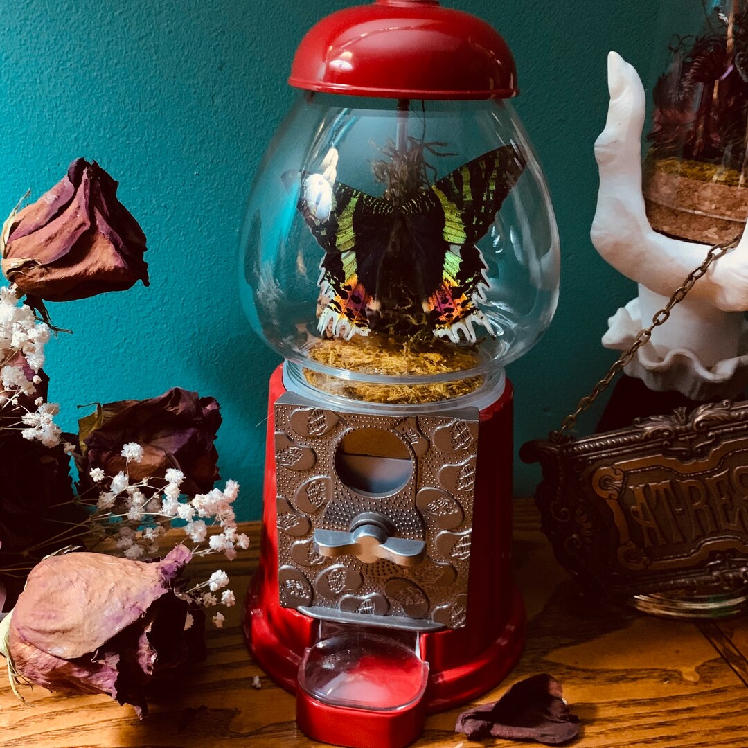 Real Madagascan Sunset Moth in Miniature Candy Dispenser - Etsy