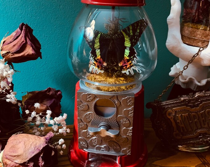 Real Madagascan Sunset Moth in Miniature Candy Dispenser - Oddities ...