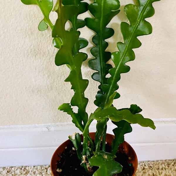Fern Leaf Cactus - Etsy