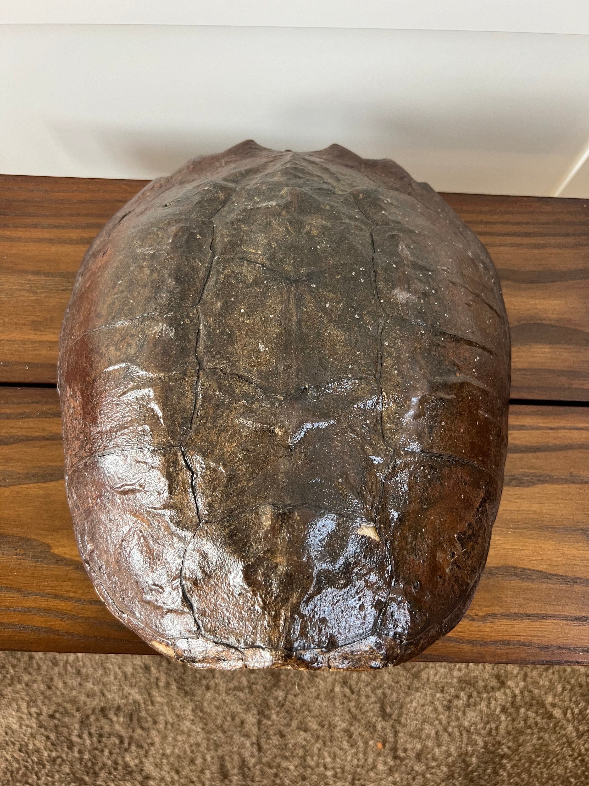 Authentic Snapping Turtle Shell - Etsy