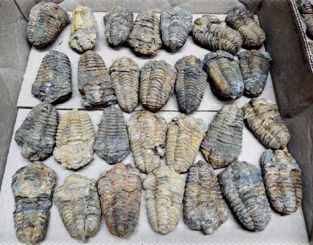 Trilobite Fossils - Etsy