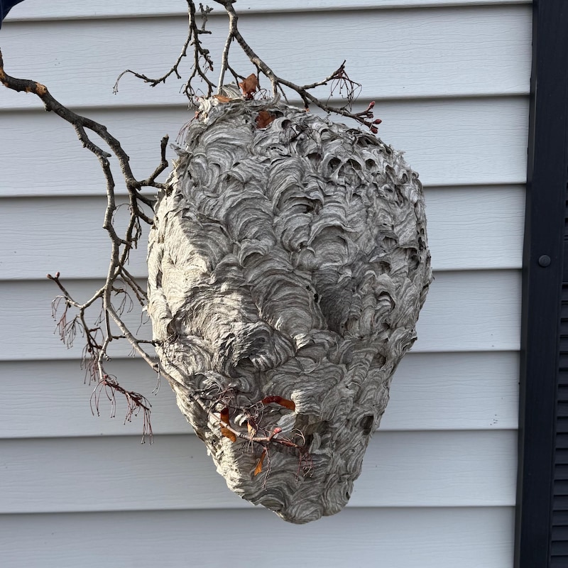 Bee Nest - Etsy