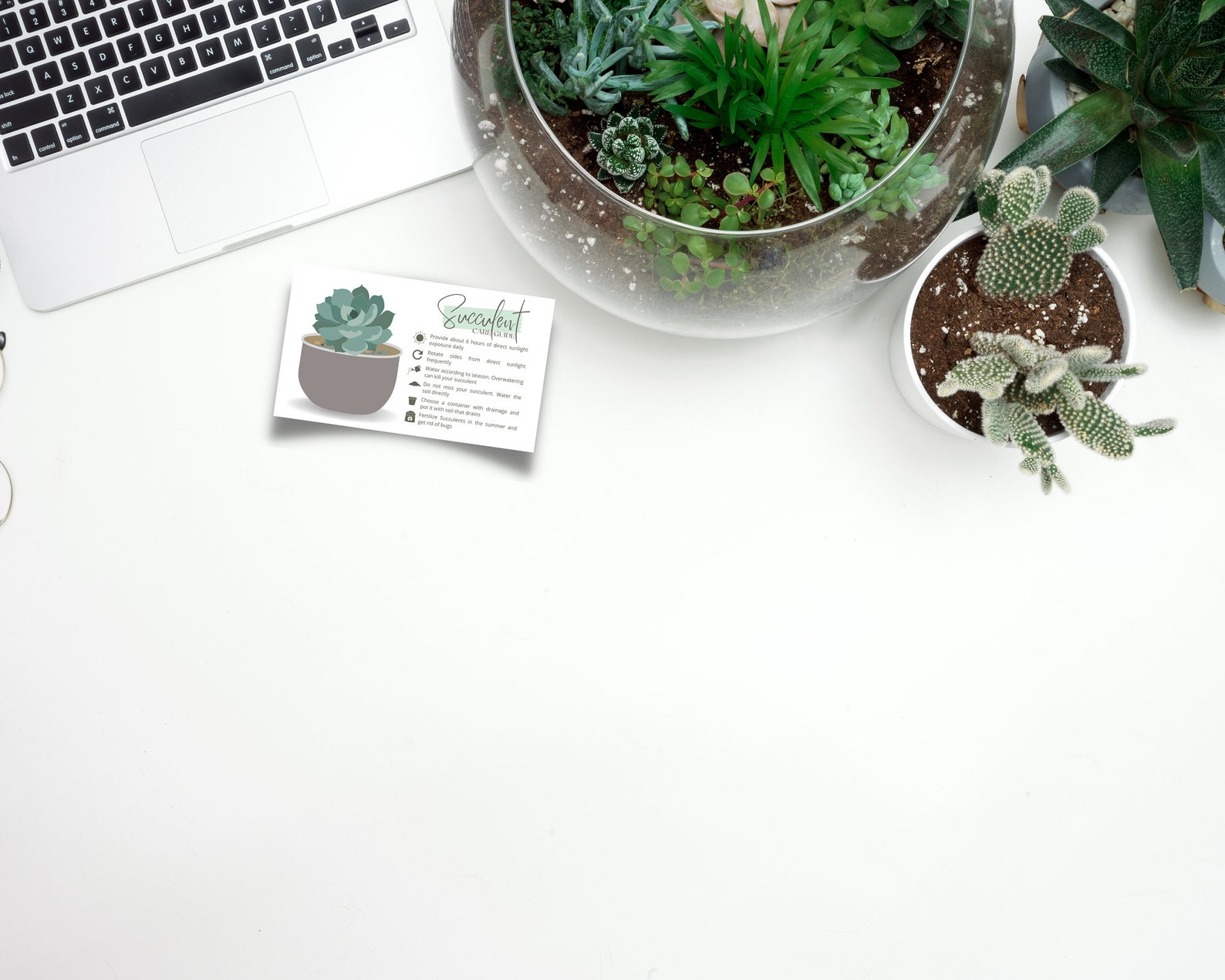 Succulent Plant Care Card Guide Template | Succlent Care Tips | Plant ...