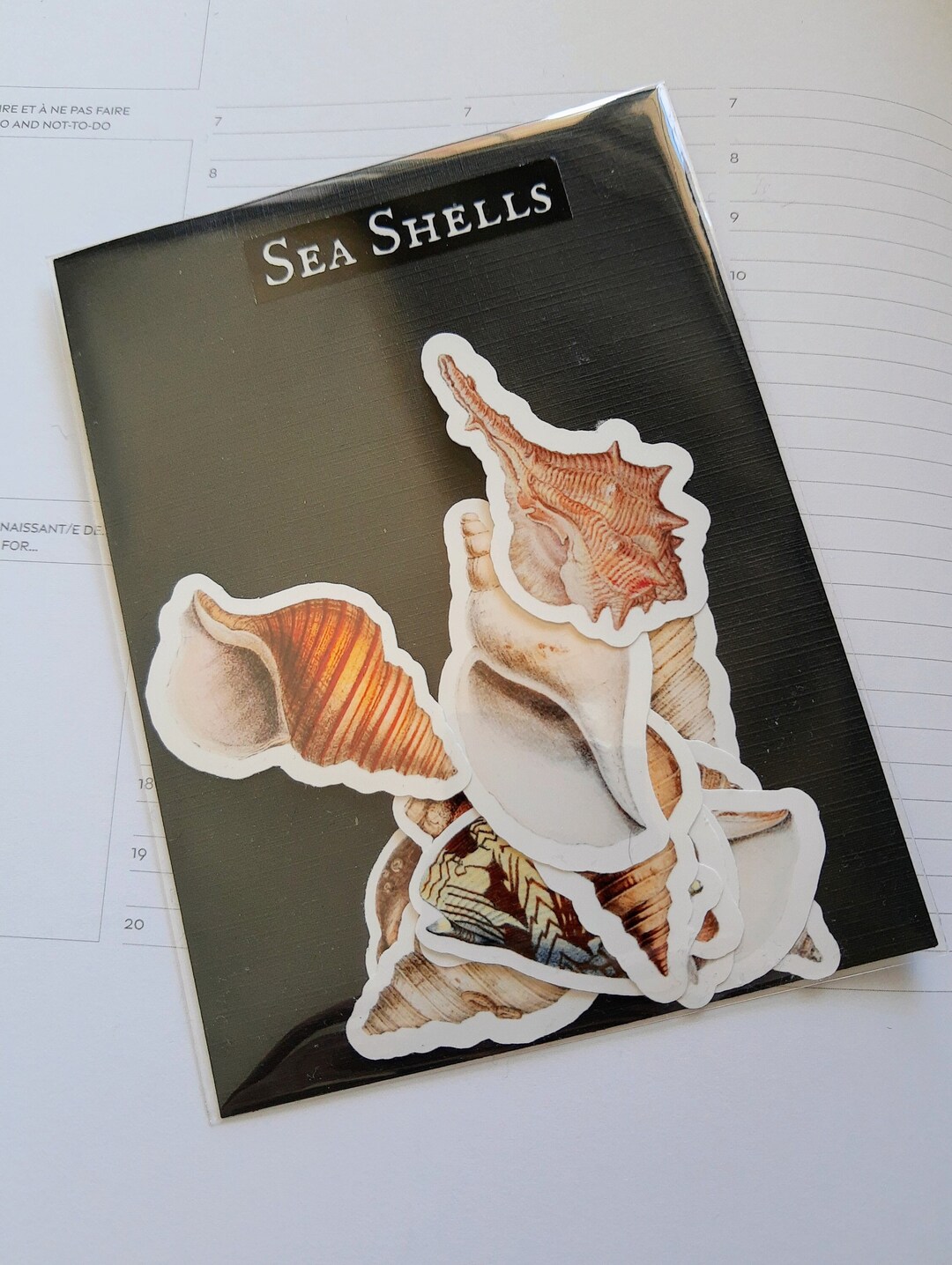 Sea Shells | Sticker Pack | Die Cut Stickers - Etsy